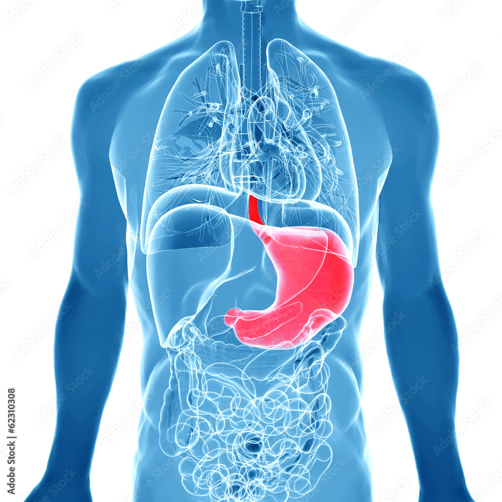 Human abdomen organs with highlighted stomach Stock Illustration ...