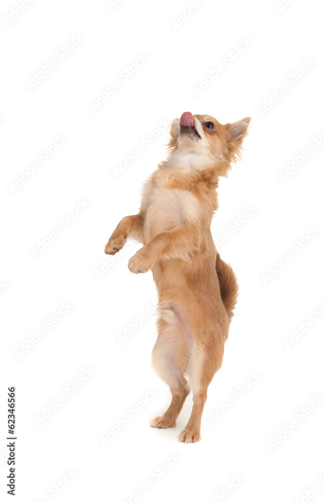 Long haired chihuahua puppy dog standing on rear legs Stock Photo ...
