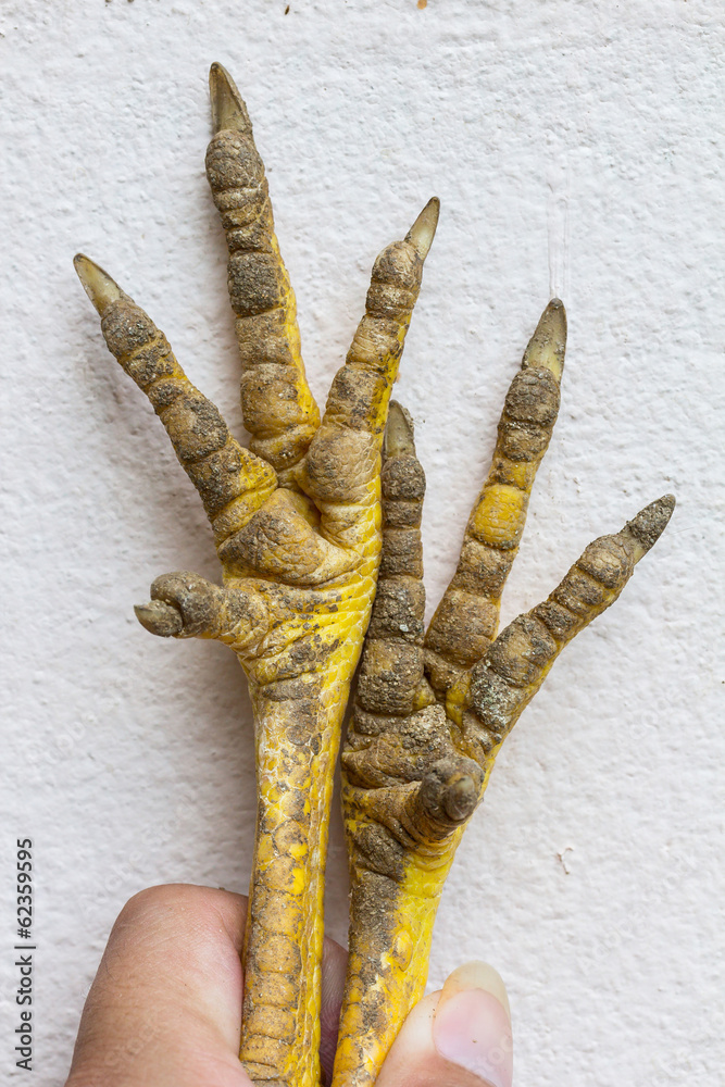 Chicken legs Stock Photo | Adobe Stock