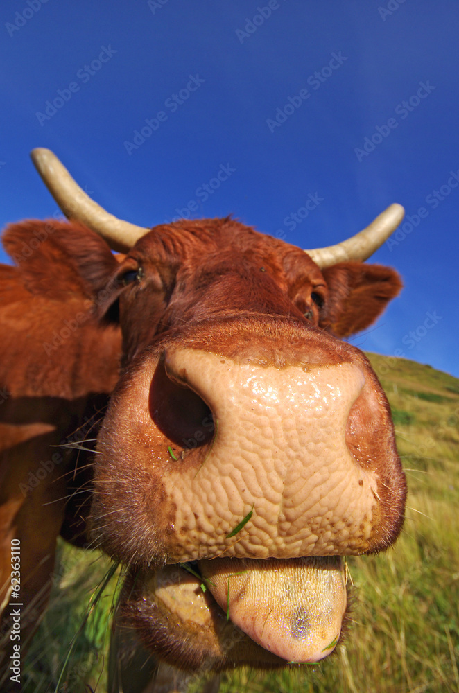 Portrait de vache tirant la langue Stock Photo | Adobe Stock