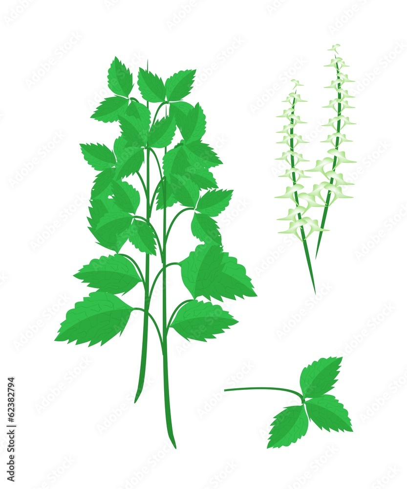 Parts of Holy Basil Plant on White Background Stock Vector | Adobe Stock