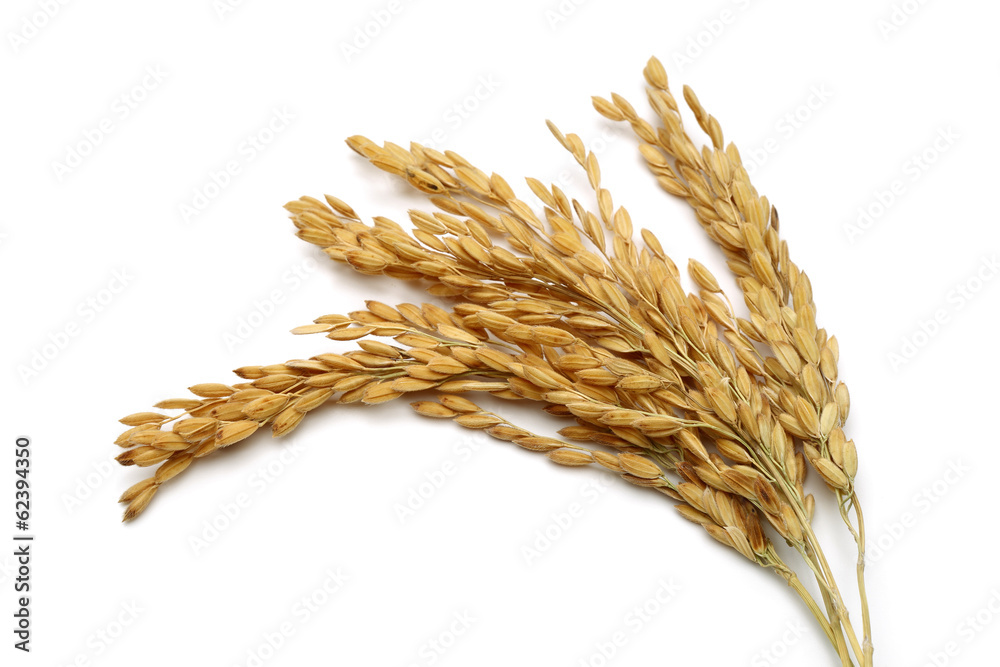 Rice stalks Stock Photo | Adobe Stock