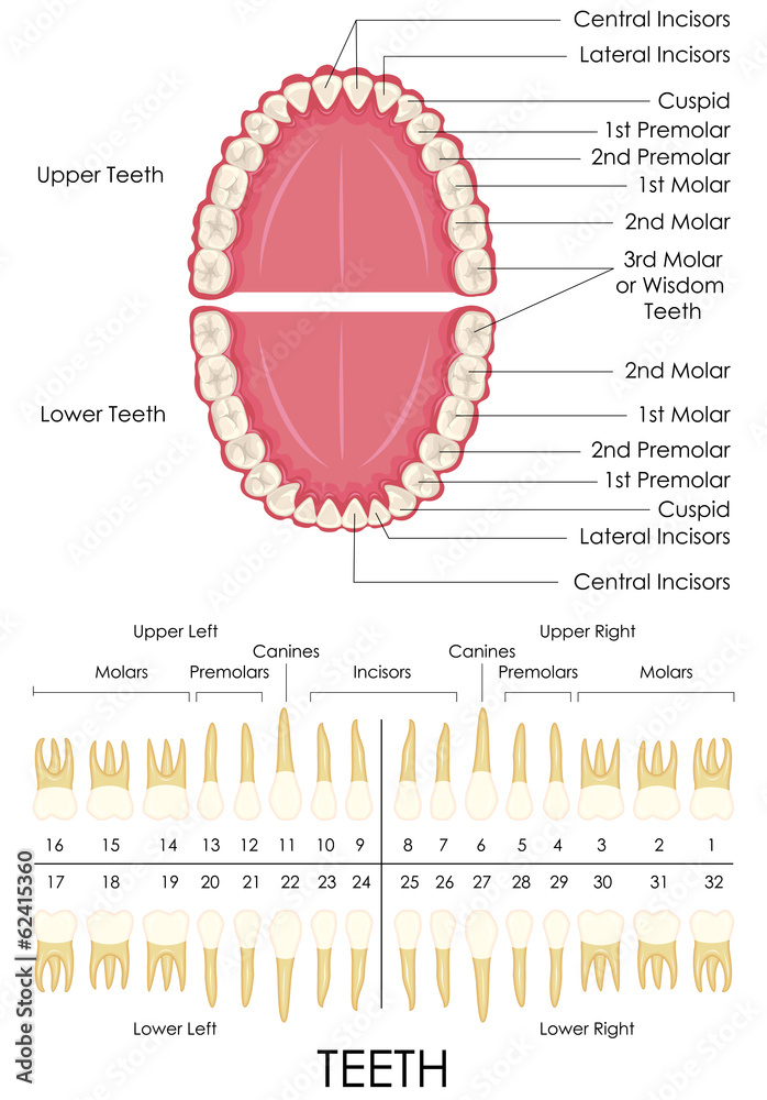 Human Dental Anatomy Stock Vector | Adobe Stock