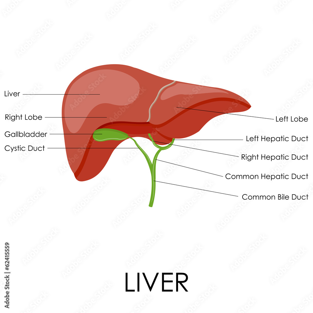 Human Liver Anatomy Stock Vector | Adobe Stock