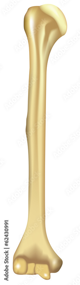 Humerus Diagram Stock Illustration | Adobe Stock