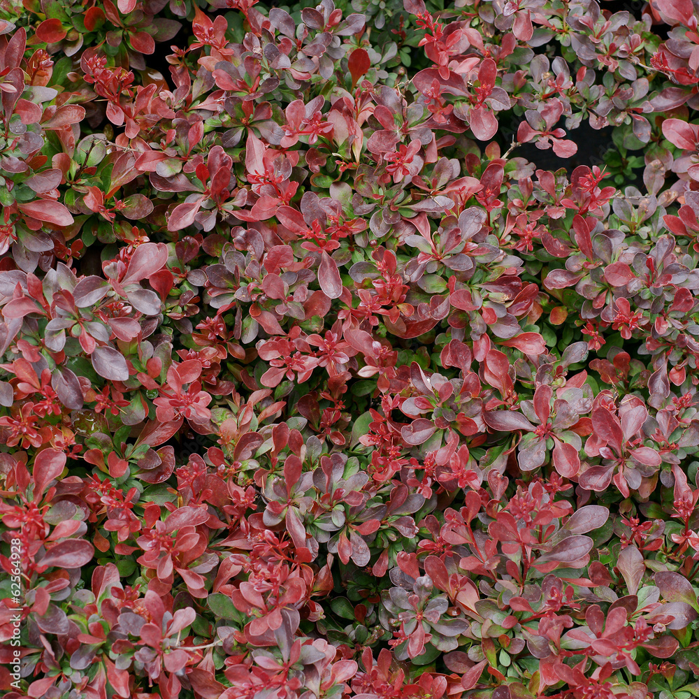 Berberis thunbergii Atropurpurea Nana Stock Photo | Adobe Stock