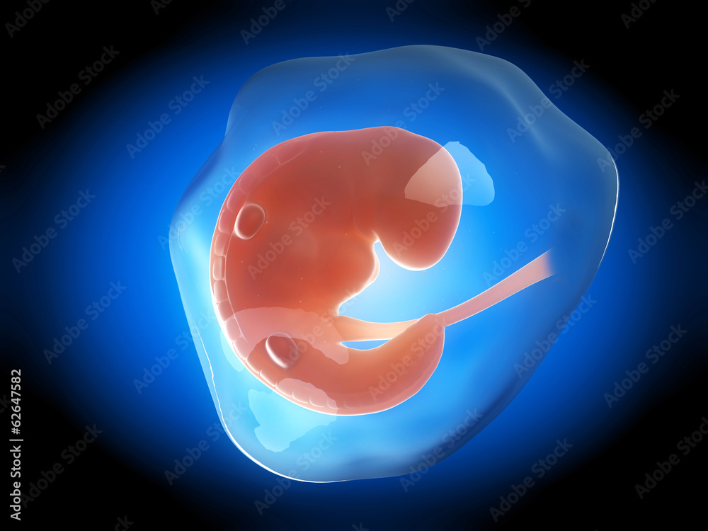 medical illustration of a human fetus month 1 Stock Illustration ...