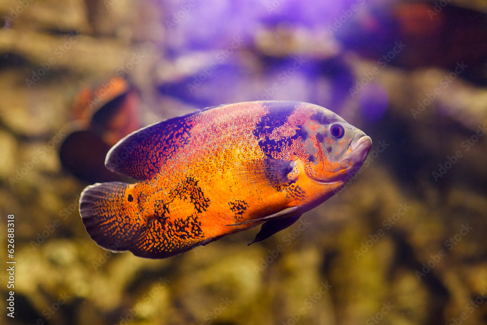 Purple Oscar Fish
