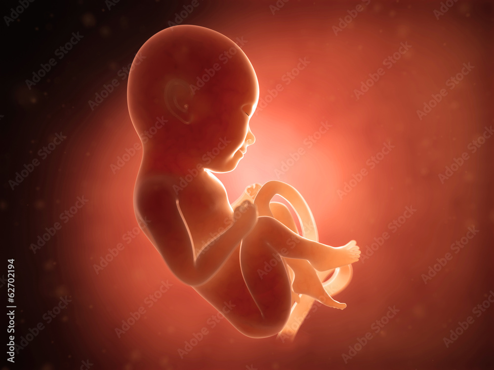 medical illustration of a human fetus month 8 Stock Illustration ...