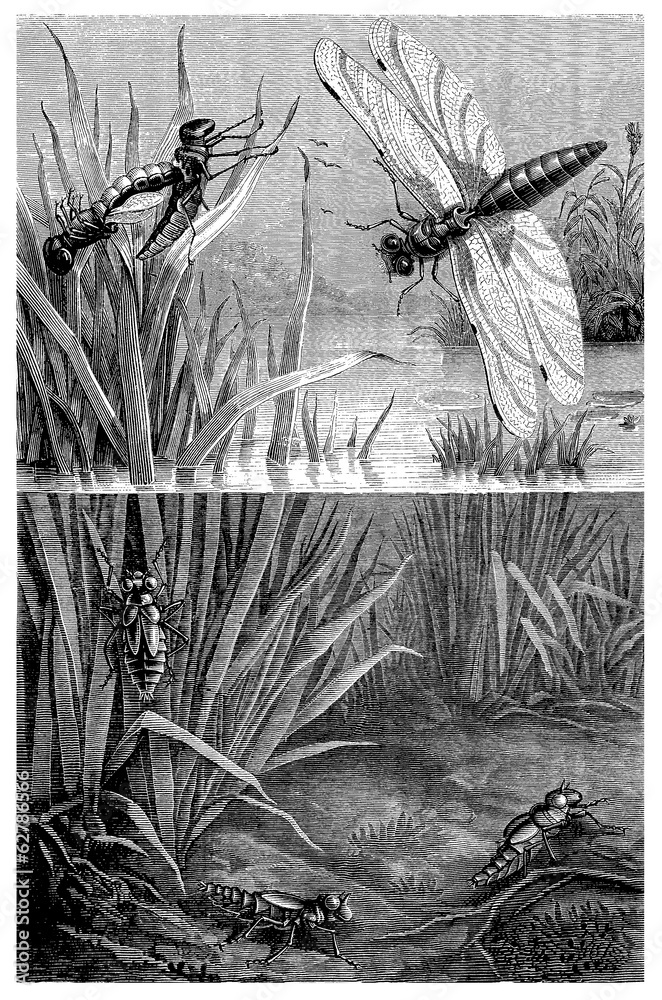 Dragonfly : his Life Path - Libellule (étapes de sa vie) Stock ...