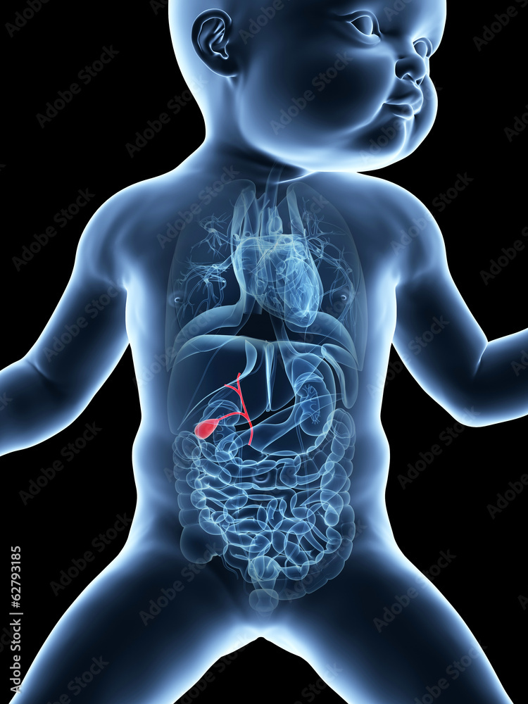 medical illustration showing the gallbladder of a baby Stock ...