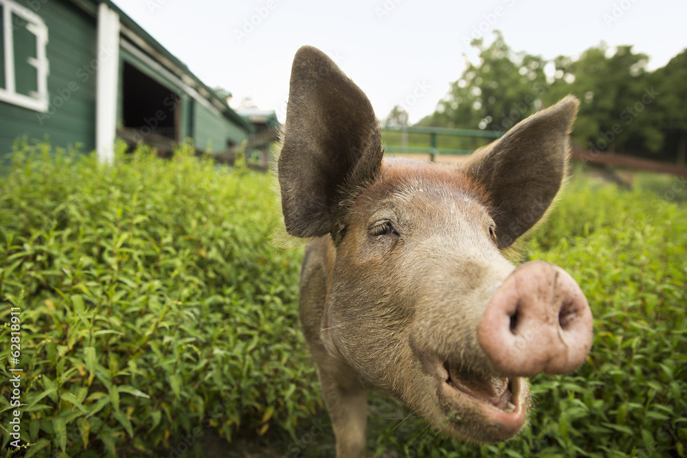 An organic farm in the Catskills. A pig. Stock Photo | Adobe Stock