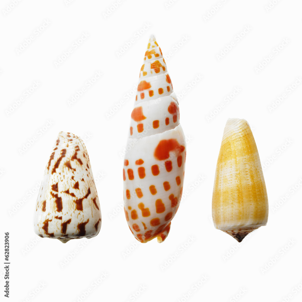 Three sea shells in a row, showing a variety of size, shape and pattern ...