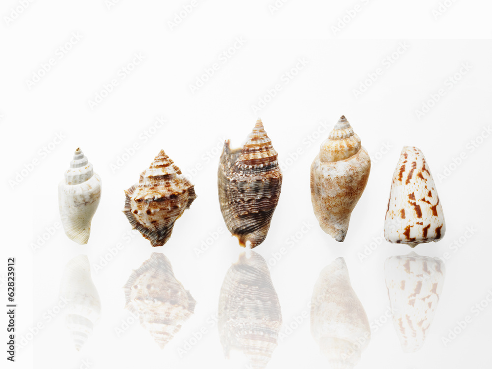 Sea shells in a row, showing a variety of size, shape and pattern ...