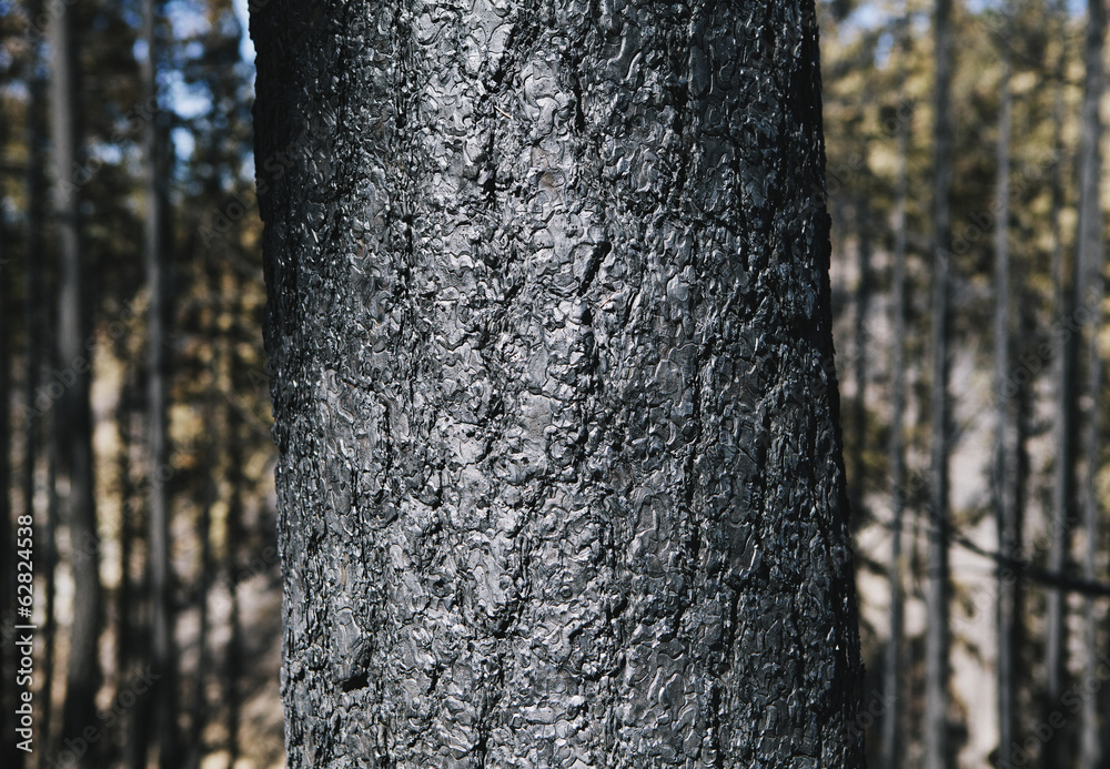 Ponderosa Pine Forest Fire