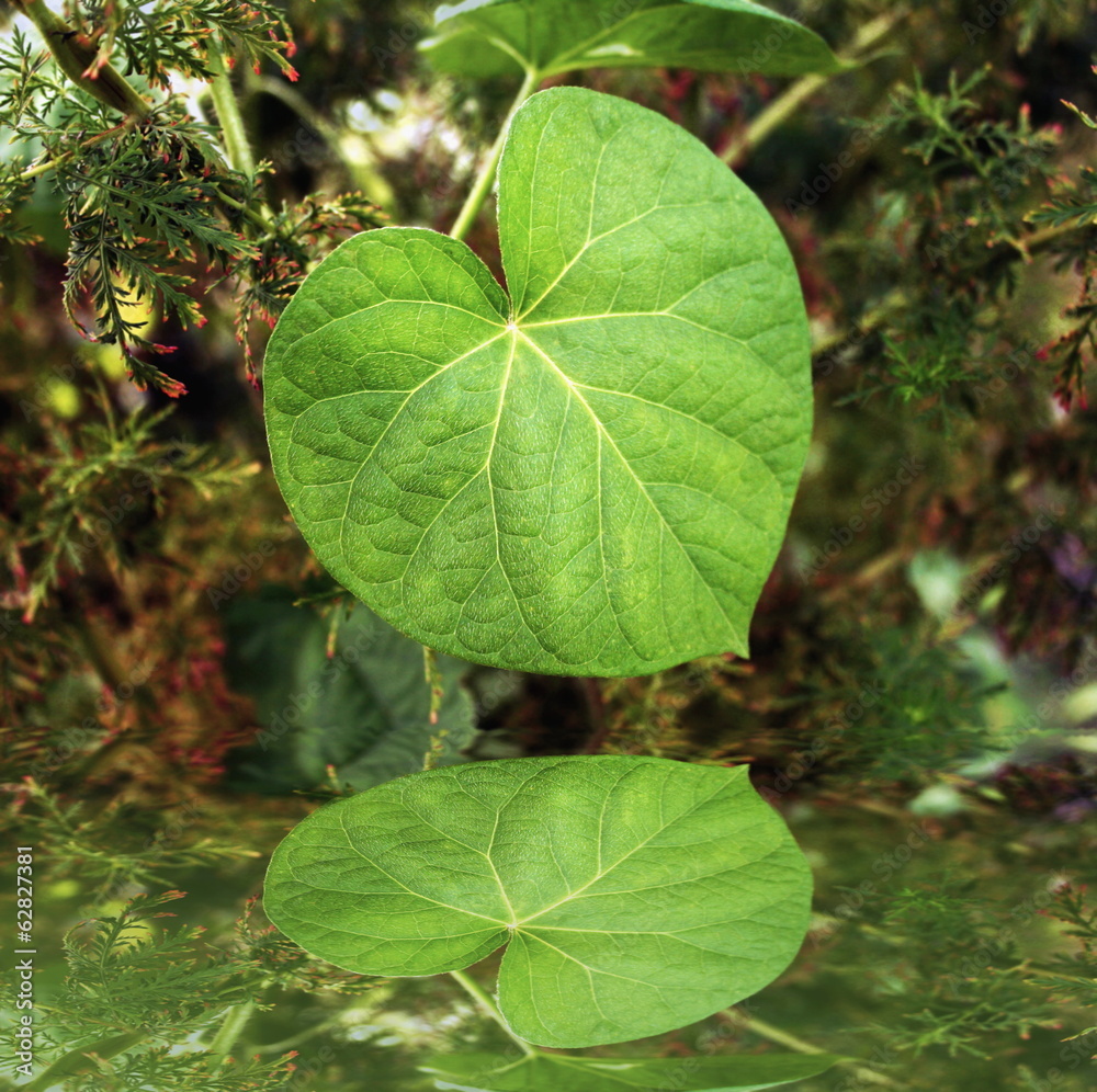 hoja en forma de corazón Stock Photo | Adobe Stock