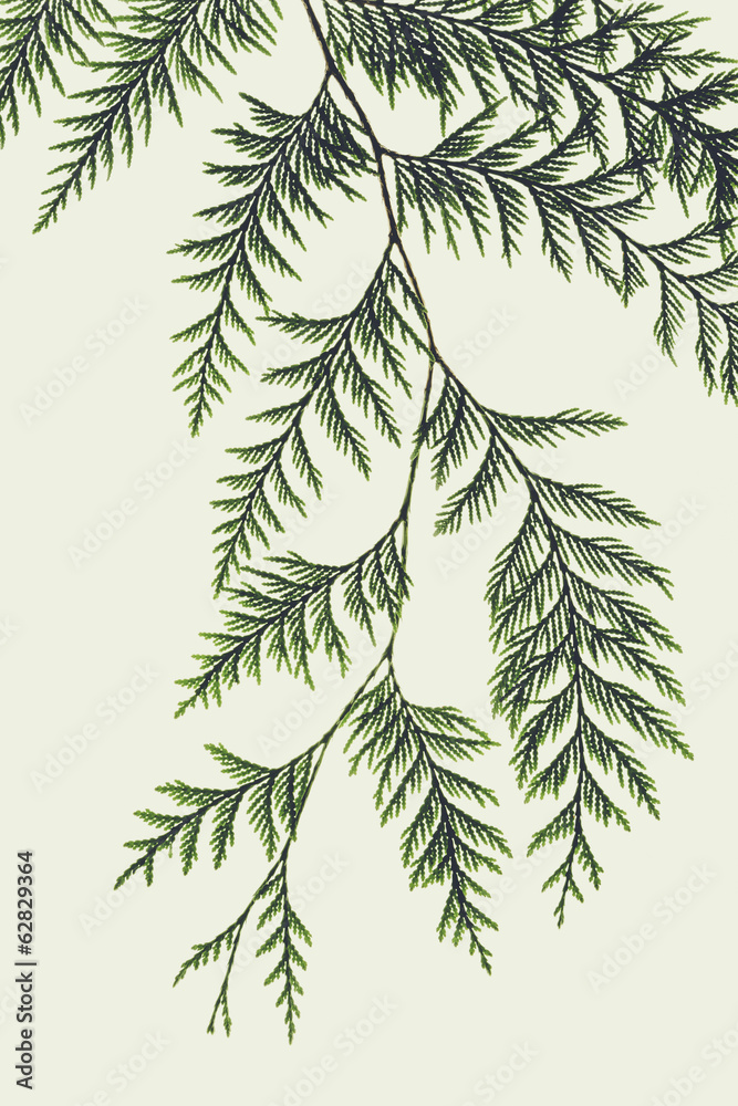 Red Cedar Tree Drawing