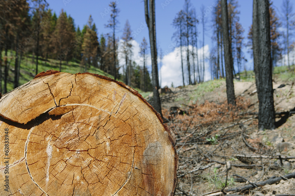 Cross section of cut Ponderosa Pine tree in recently burned forest ...