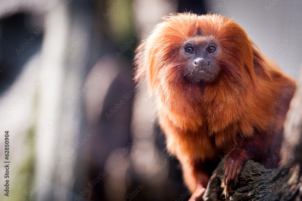 Portrait de singe tamarin lion à tête dorée Stock Photo | Adobe Stock