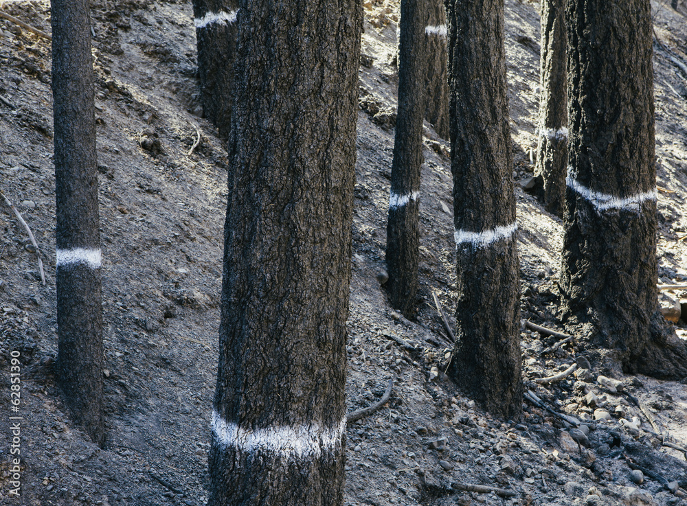 Trees burned by forest fire, marked for cutting from the Taylor Bridge ...