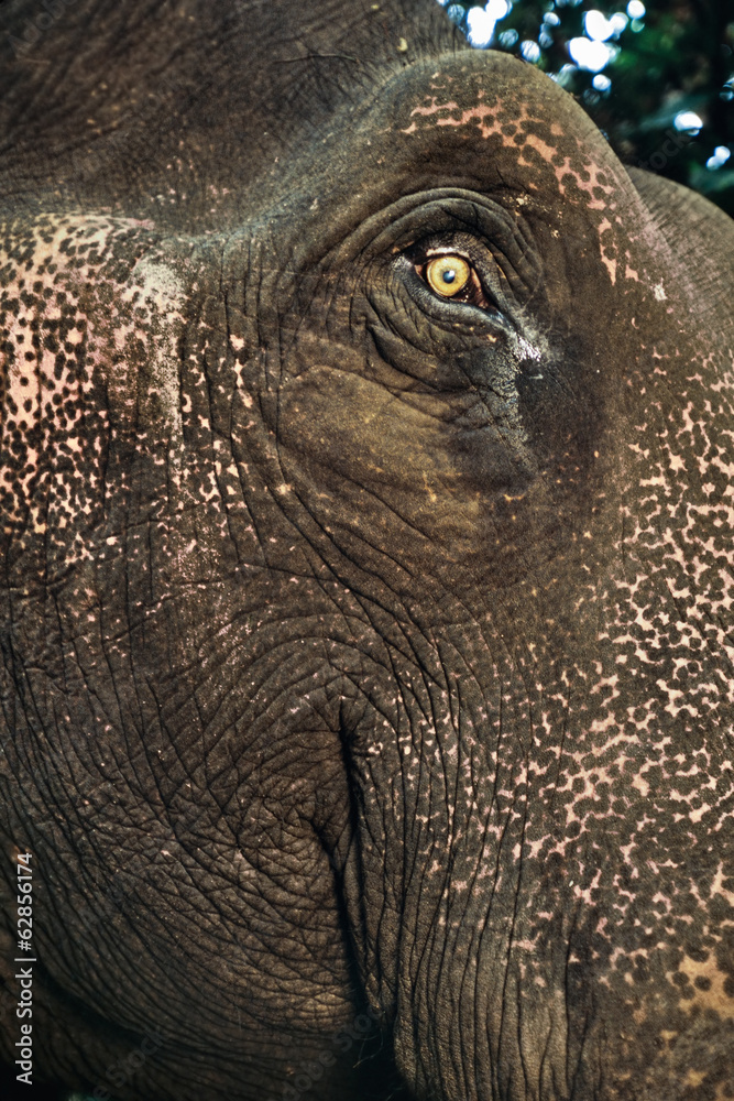 Domestic asiatic elephant face, Elephas maximus, Mudumalai Wildlife ...