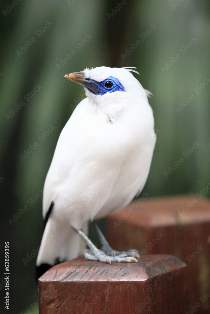 endangered Bali Myna (Leucopsar rothschildi) of Hong Kong Park Stock ...
