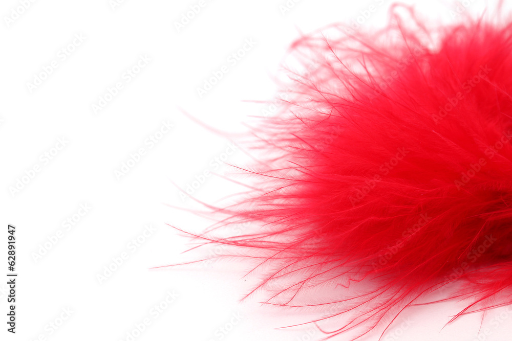 Plumes Stock Photo | Adobe Stock