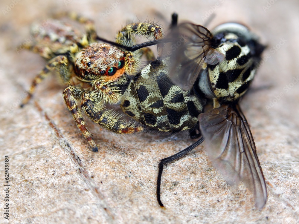 Marpissa muscosa jumping spider eating a fly Stock Photo | Adobe Stock