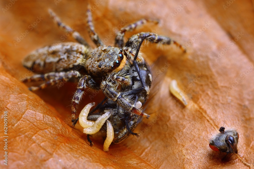 Spider Eating Fly
