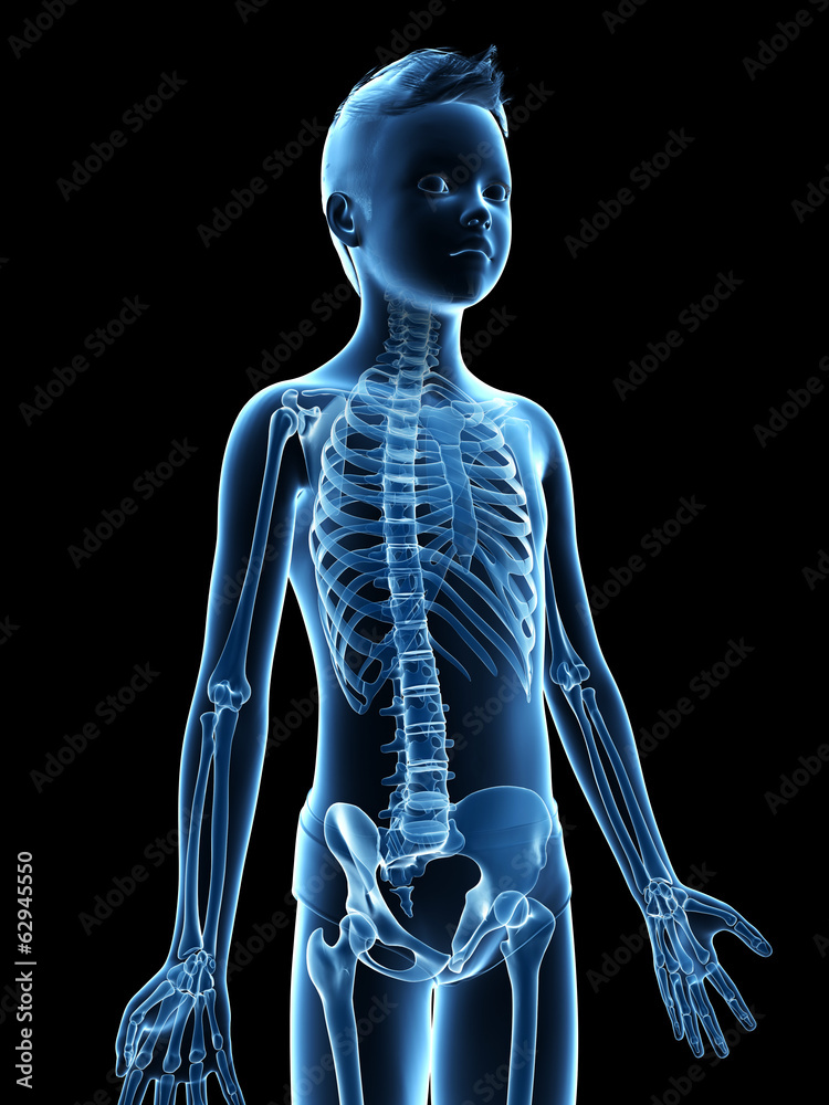 anatomy of a young boy - the skeleton Stock Illustration | Adobe Stock