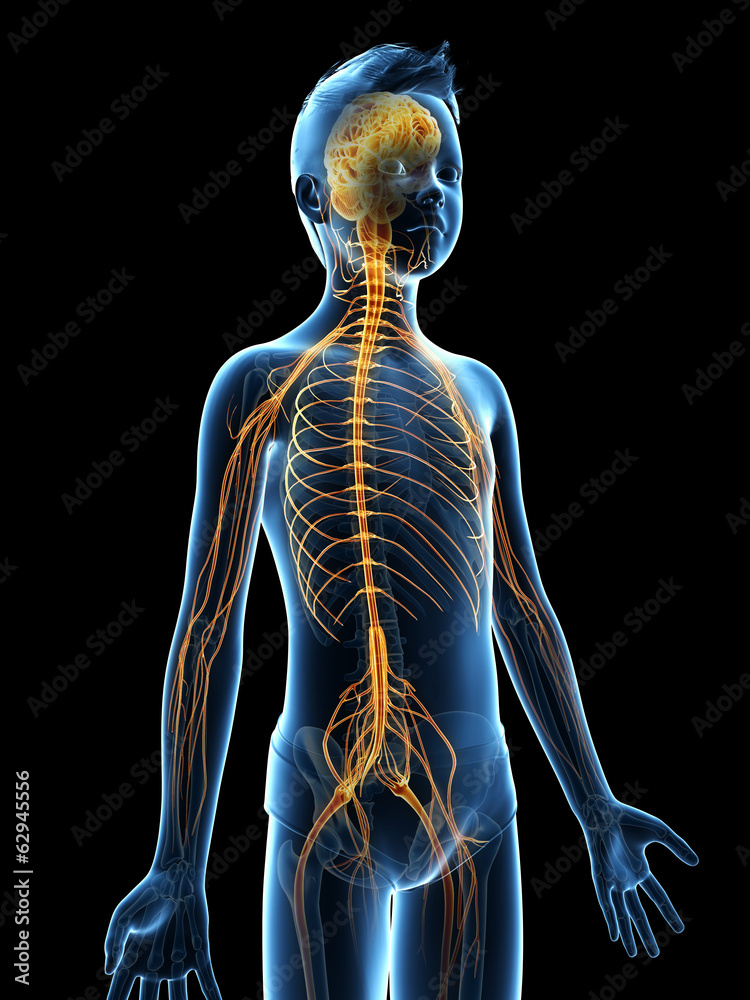 anatomy of a young boy - the nervous system Stock Illustration | Adobe ...