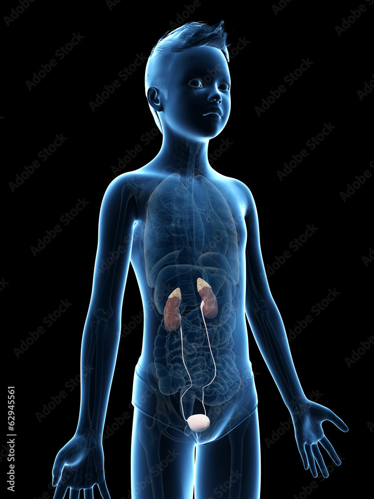 anatomy of a young boy - the urinary system Stock Illustration | Adobe ...