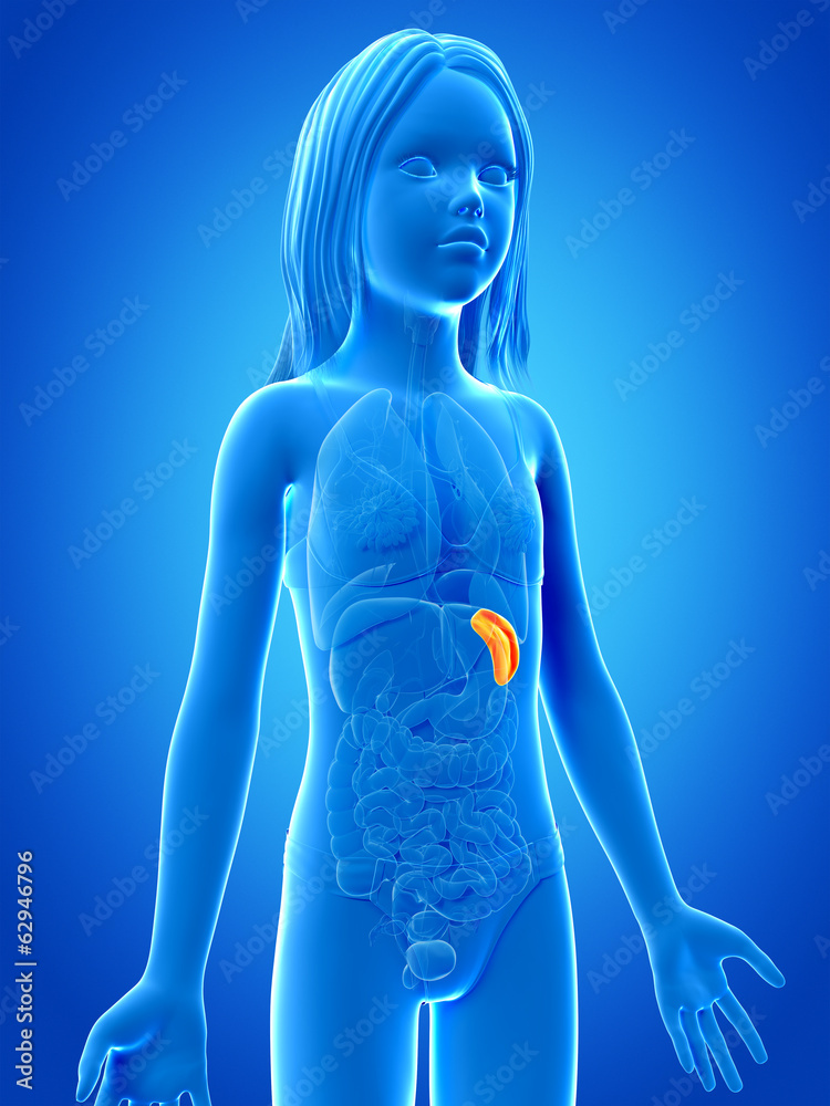 anatomy of a young girl - the spleen Stock Illustration | Adobe Stock