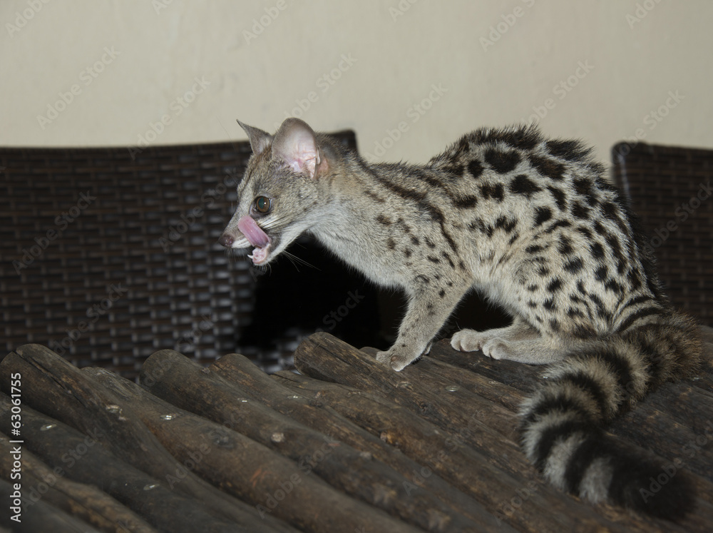 Genet Cat