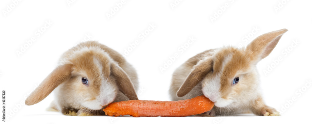 Rabbits eating a carrot Stock Photo | Adobe Stock