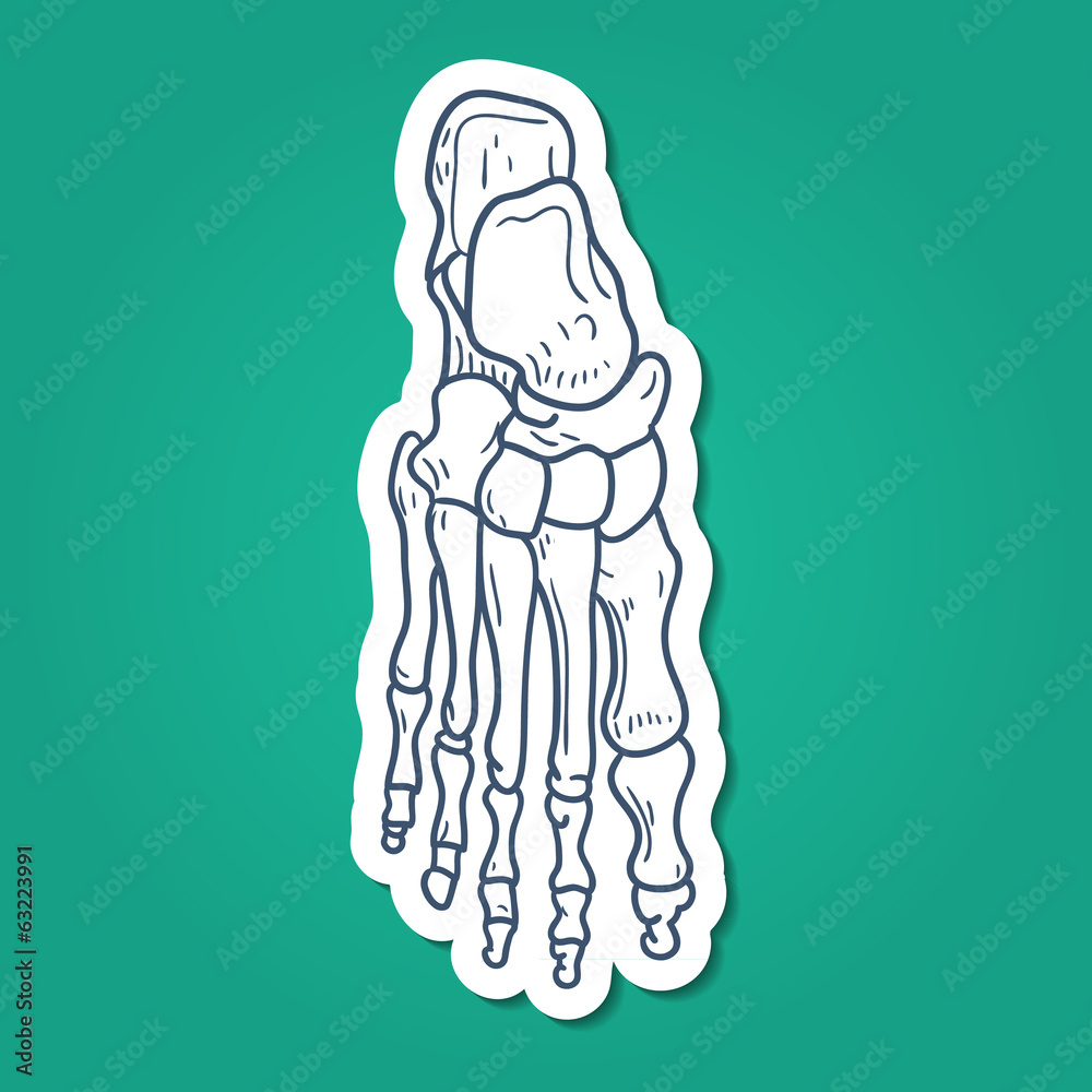 Bones of foot. Skeleton part. Stock Vector | Adobe Stock