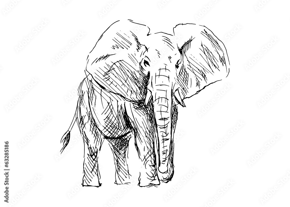 Hand drawing of an elephant. Vector illustration Stock Vector | Adobe Stock