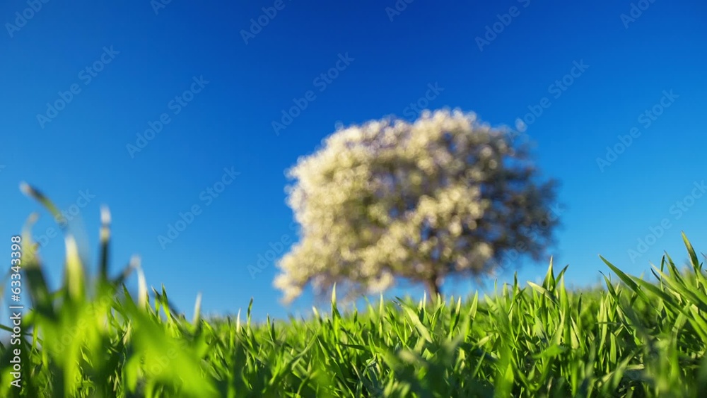 Single blossoming tree in spring Stock Video | Adobe Stock