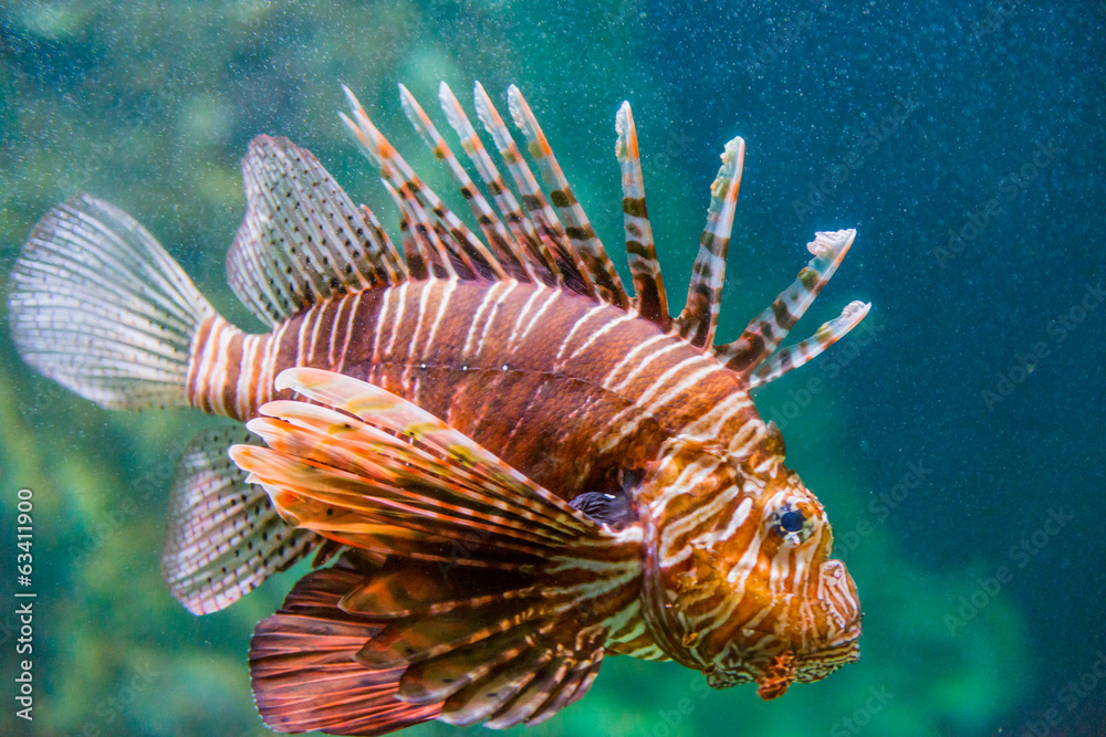 Zebra Turkey Fish
