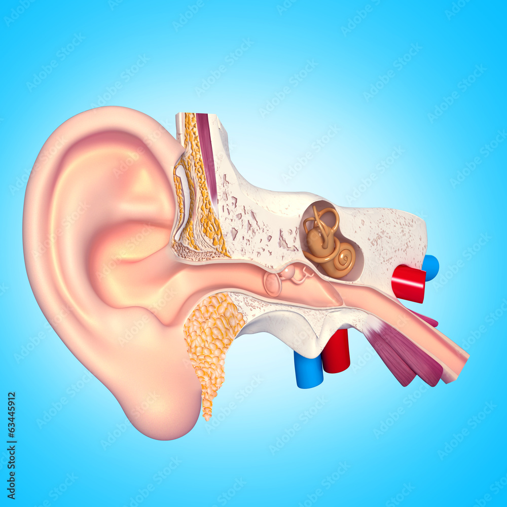 anatomy of human ear Stock Illustration | Adobe Stock