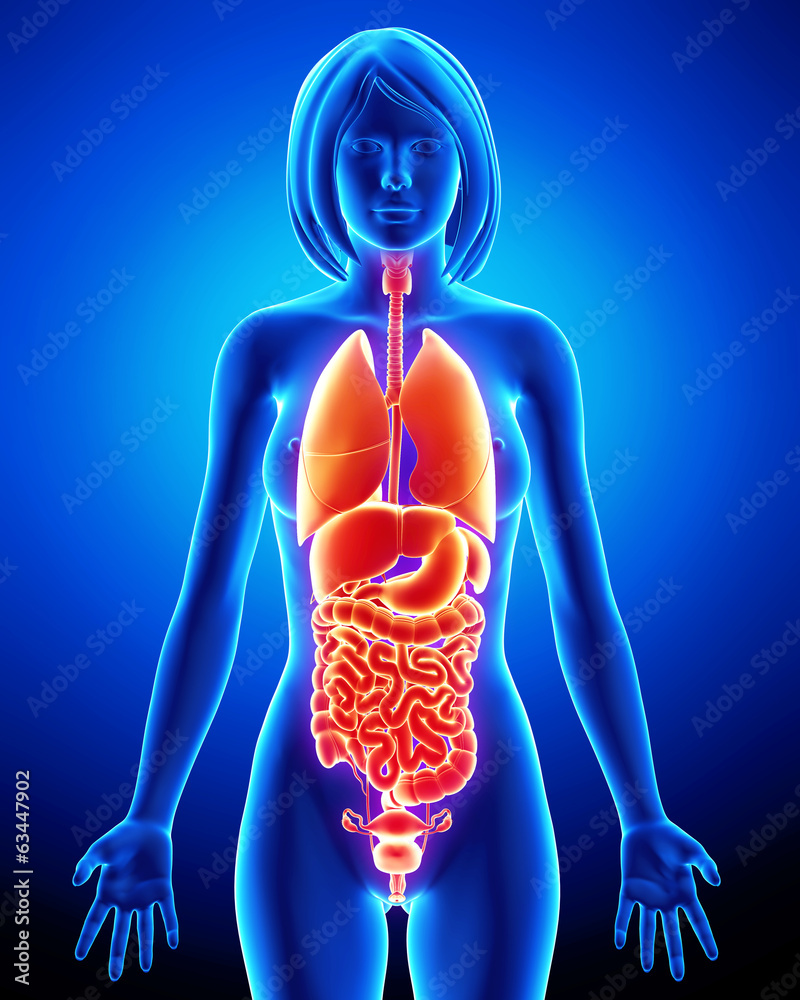 Anatomy of internal organs of female body in blue Stock Illustration ...