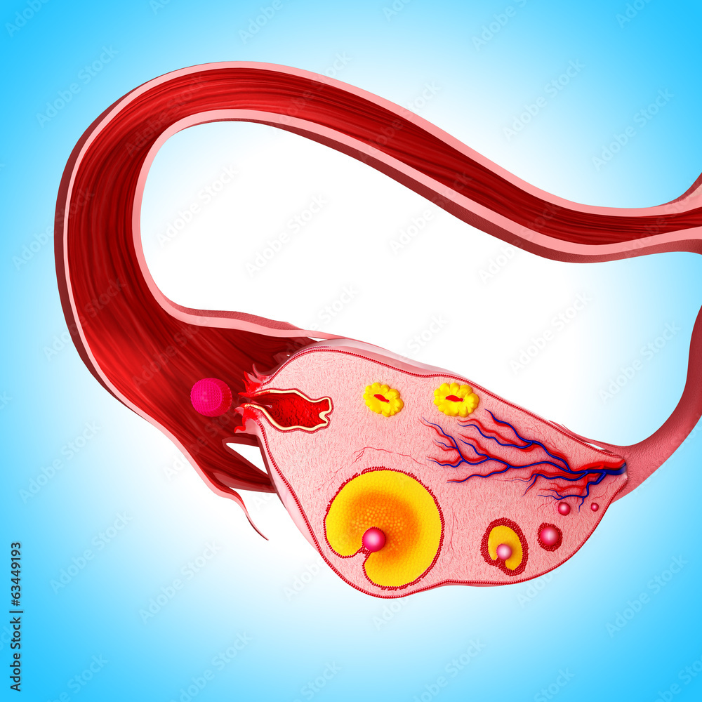 Anatomy of ovarian cycle Stock Illustration | Adobe Stock