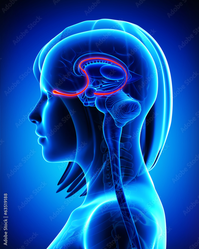Brain anatomy olfactory bulb - cross section Stock Illustration | Adobe ...