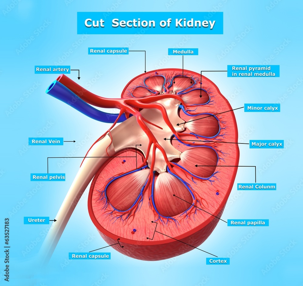 Anatomy of kidney cross section with names Stock Illustration | Adobe Stock