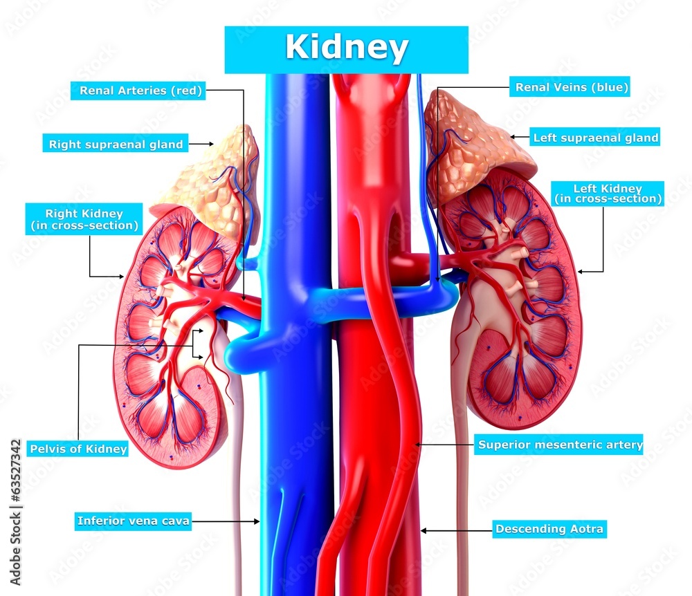 Anatomy of kidney cross section with names Stock Illustration | Adobe Stock