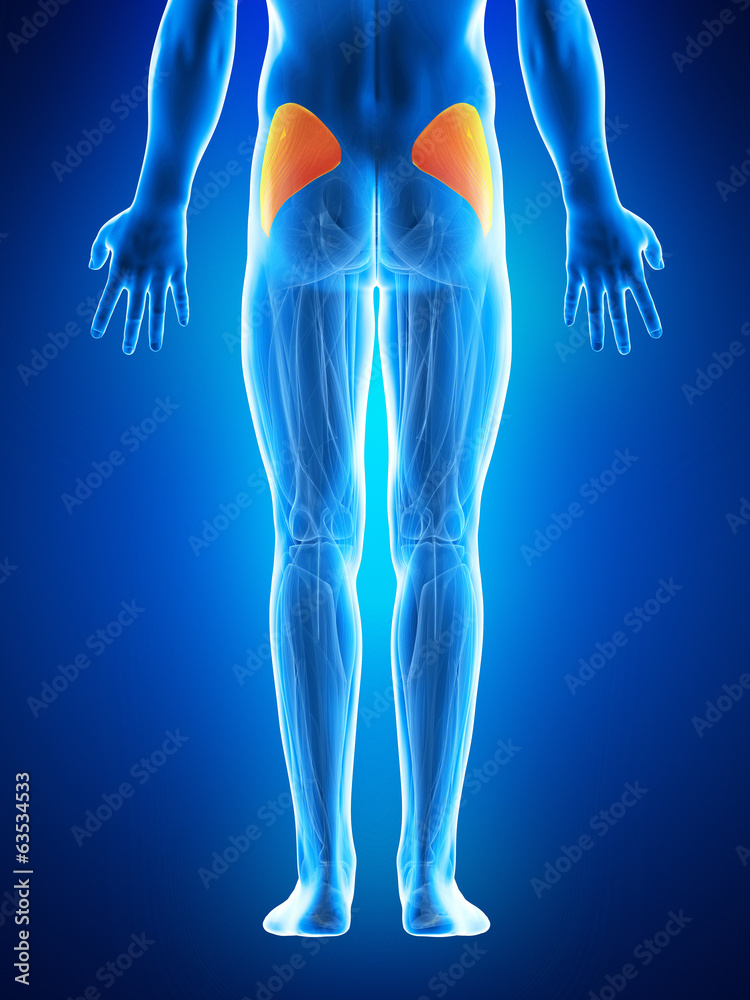 anatomy illustration showing the gluteus medius Stock Illustration ...