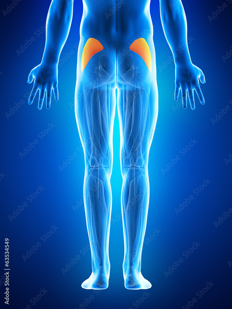 anatomy illustration showing the gluteus minimus Stock Illustration ...
