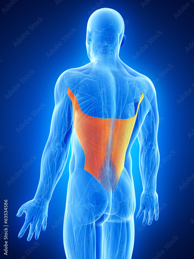 anatomy illustration showing the latissimus dorsi Stock Illustration ...