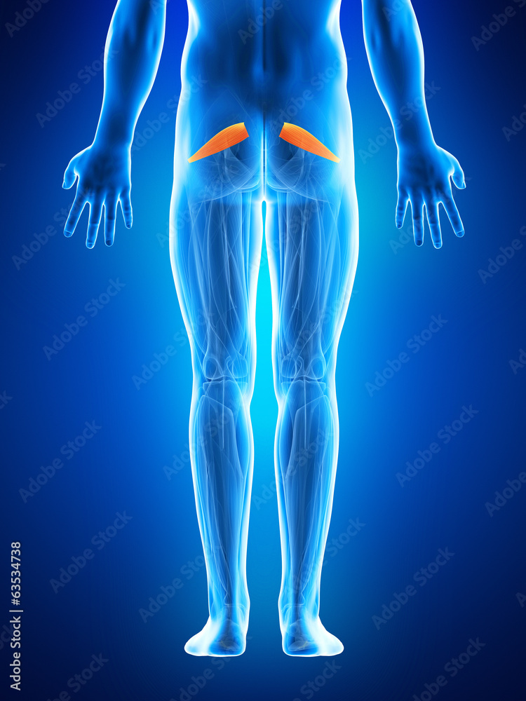 anatomy illustration showing the piriformis Stock Illustration | Adobe ...