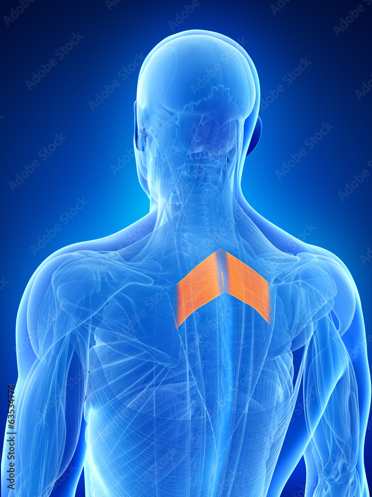 anatomy illustration showing the rhomboid major Stock Illustration ...